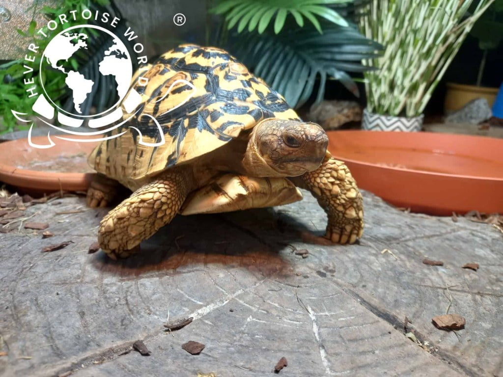 AGROBS PRE ALPIN TESTUDO FIBRE - Hever Tortoise World