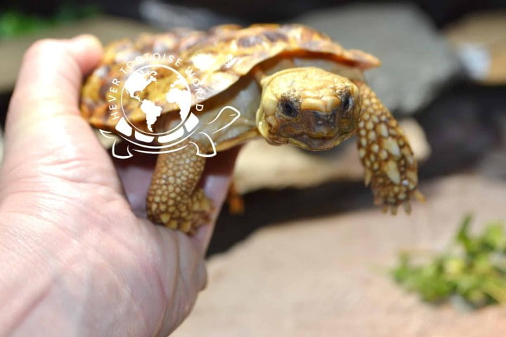 TORTOISE RESCUE | ADOPTION | REHOMING UK