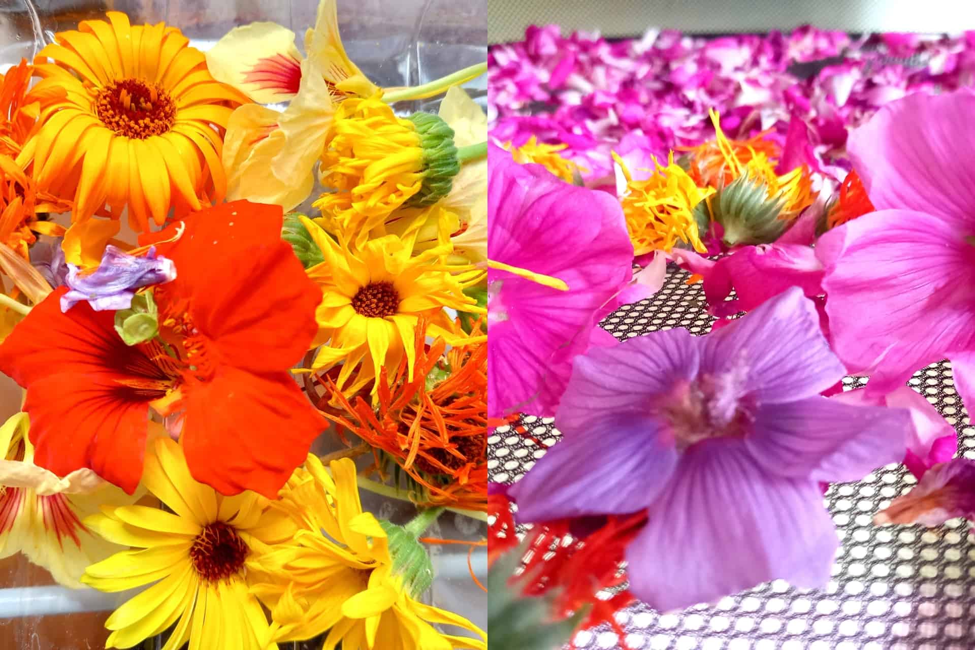 FRESH EDIBLE TORTOISE WEEDS | FLOWERS - Hever Tortoise World