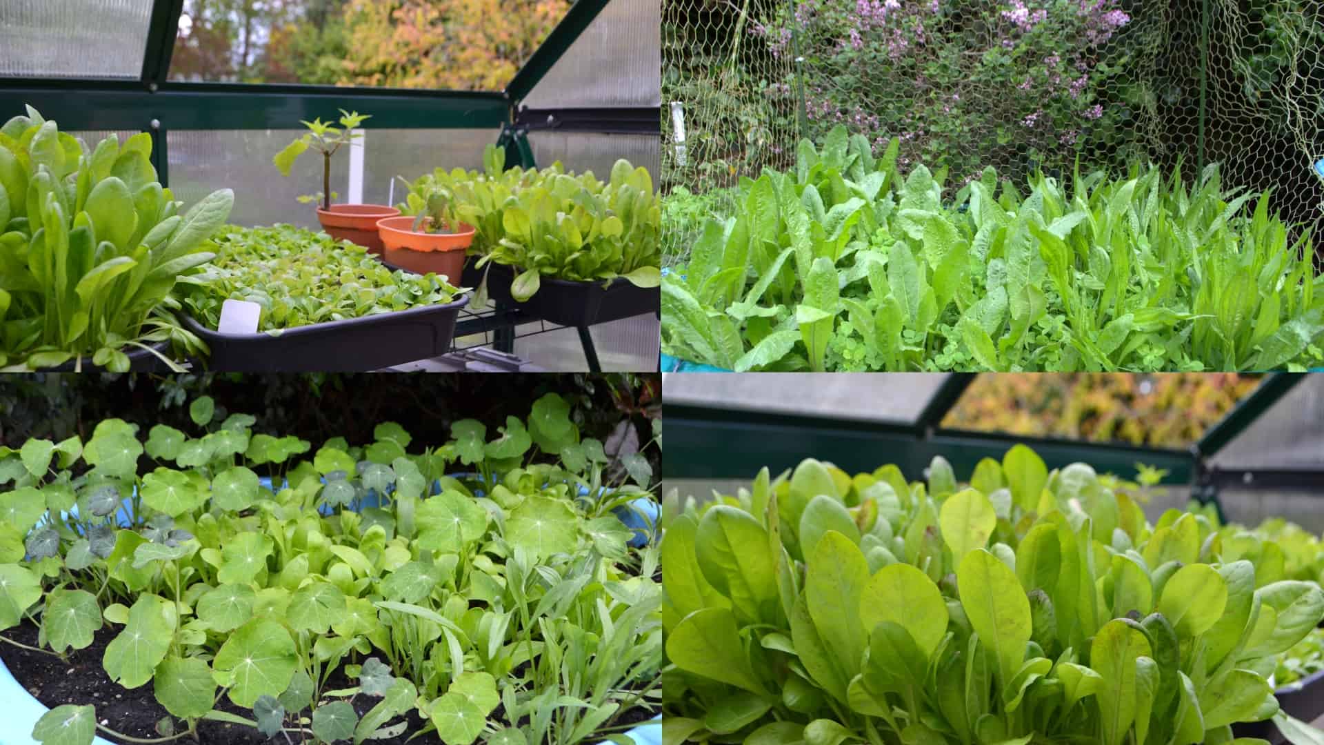 FRESH EDIBLE TORTOISE WEEDS | FLOWERS - Hever Tortoise World