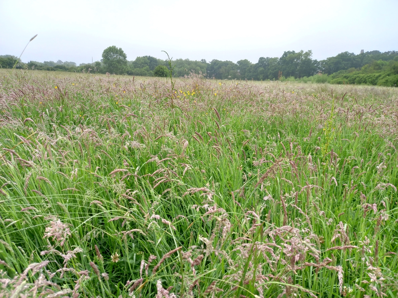 AGROBS PRE ALPIN TESTUDO ORIGINAL - Hever Tortoise World