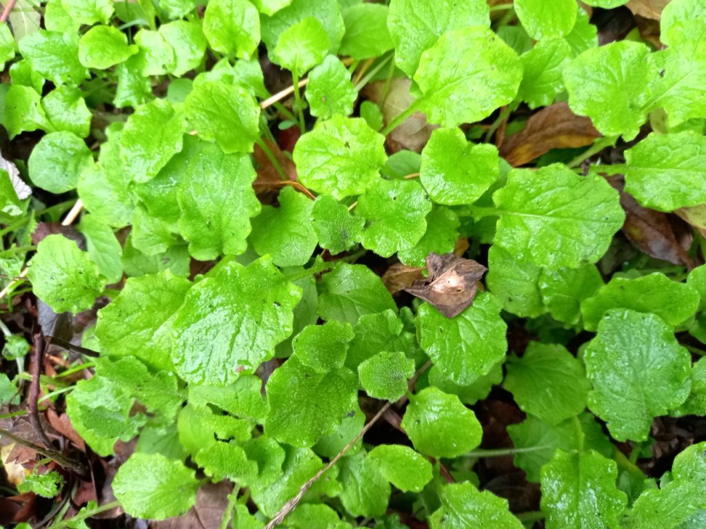 FRESH EDIBLE TORTOISE WEEDS | LEAVES - Hever Tortoise World