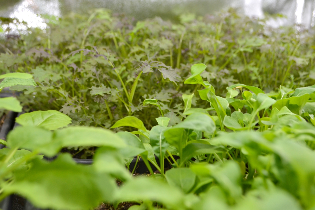FRESH EDIBLE TORTOISE WEEDS | LEAVES - Hever Tortoise World