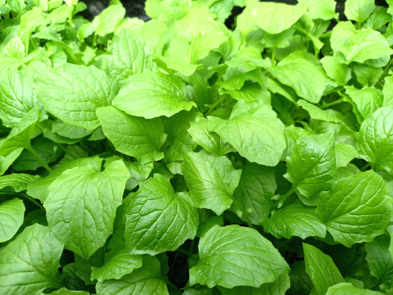 FRESH EDIBLE TORTOISE WEEDS | LEAVES - Hever Tortoise World