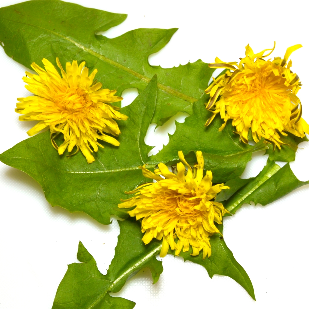 ORGANIC DANDELION PLUG PLANTS - Hever Tortoise World