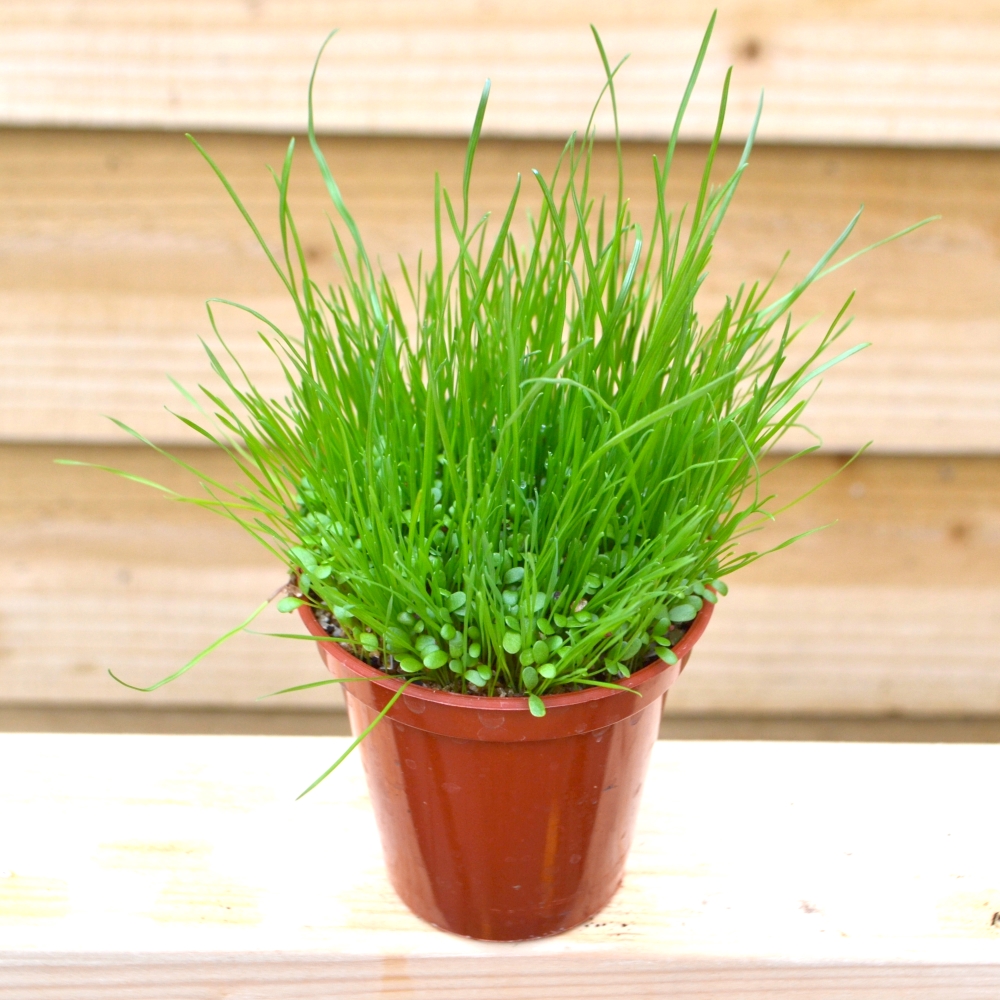 LIVE TORTOISE GRASS | CLOVER PLANTS - Hever Tortoise World
