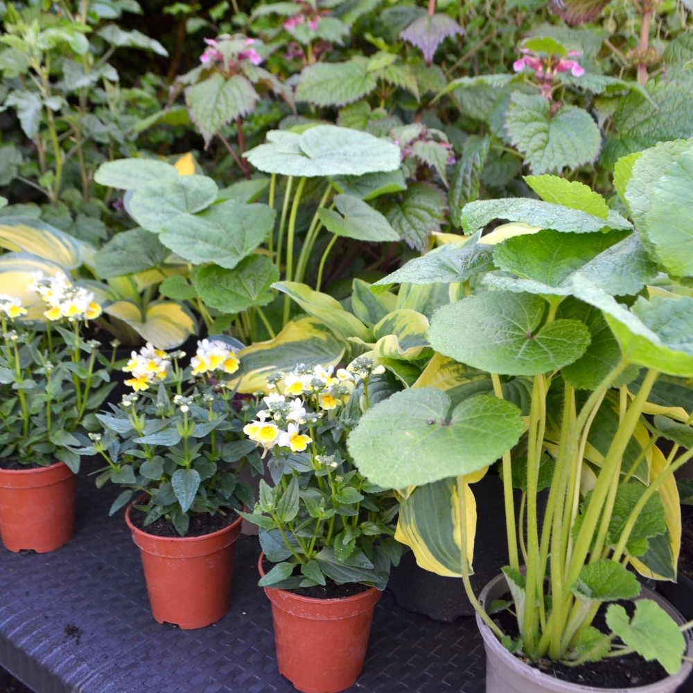 EDIBLE TORTOISE PLANTS - Hever Tortoise World