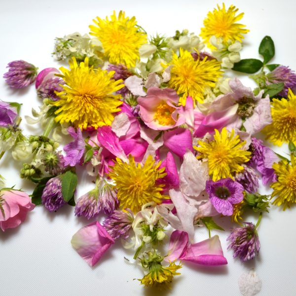 FRESH EDIBLE FLOWERS FOR TORTOISES - Hever Tortoise World