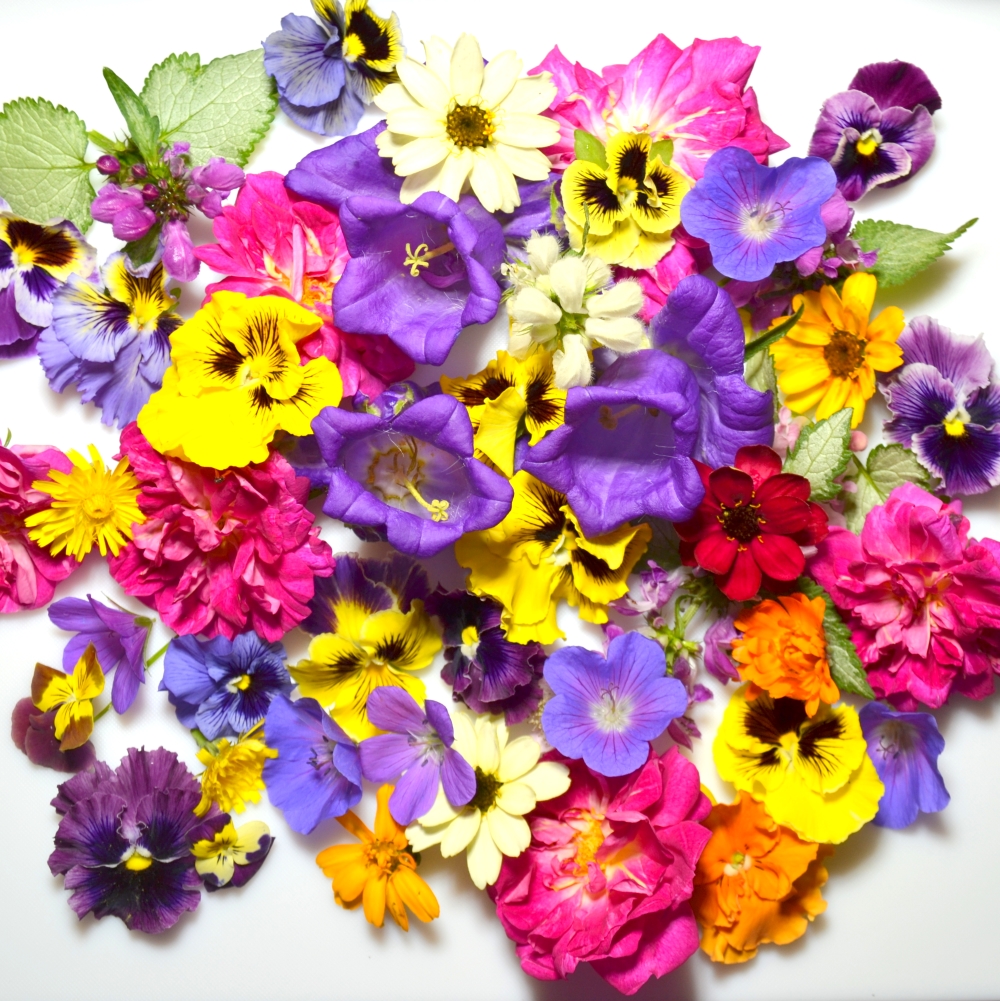 FRESH EDIBLE TORTOISE WEEDS | FLOWERS - Hever Tortoise World