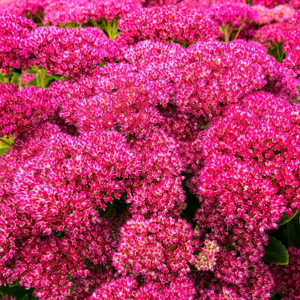STONECROP PLANTS FOR TORTOISES - Hever Tortoise World