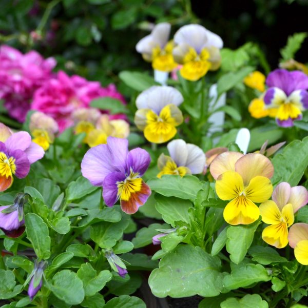 EDIBLE TORTOISE PLANTS - Hever Tortoise World