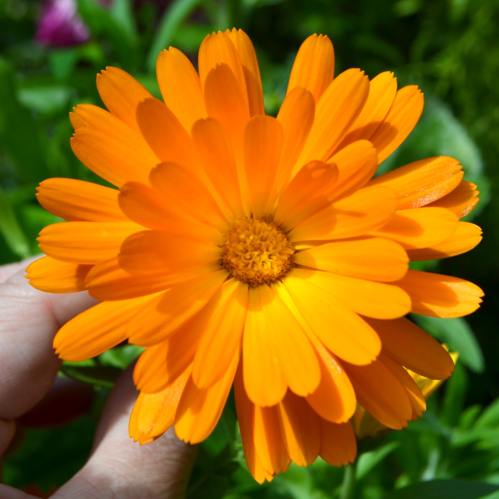 EDIBLE TORTOISE PLANTS - Hever Tortoise World