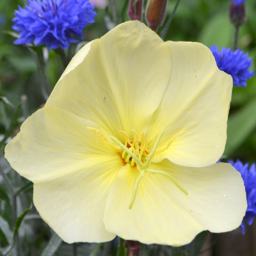 EDIBLE TORTOISE PLANTS - Hever Tortoise World