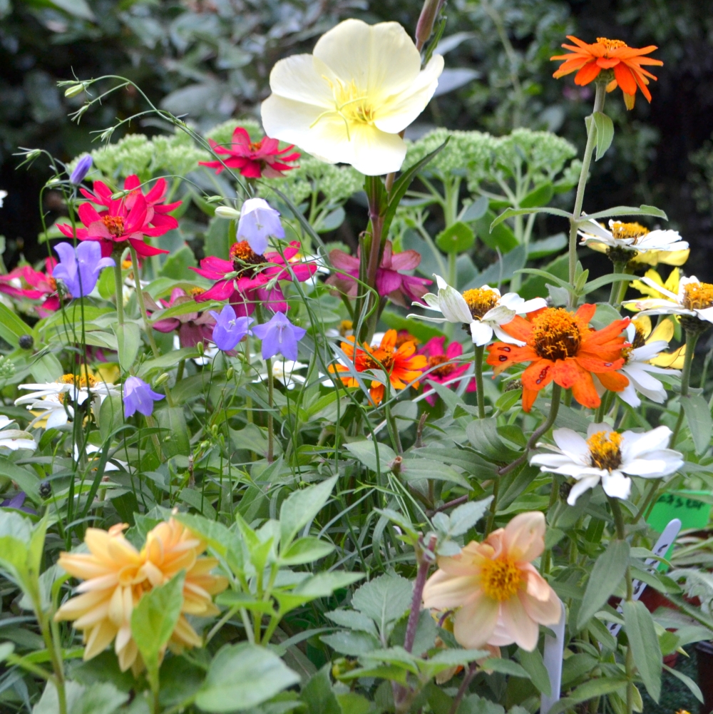 EDIBLE TORTOISE PLANTS - Hever Tortoise World