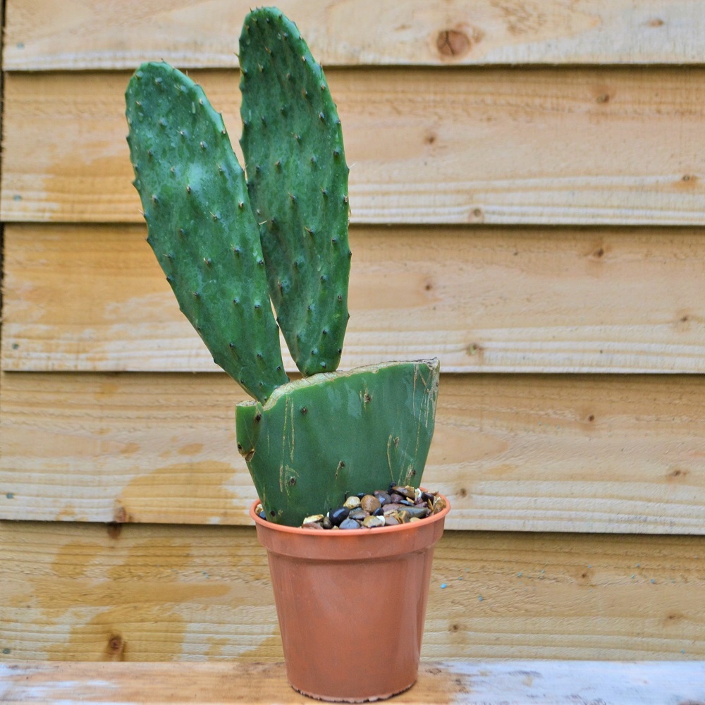 OPUNTIA FICUS INDICA PRICKLY PEAR CACTUS PLANTS - Hever Tortoise World