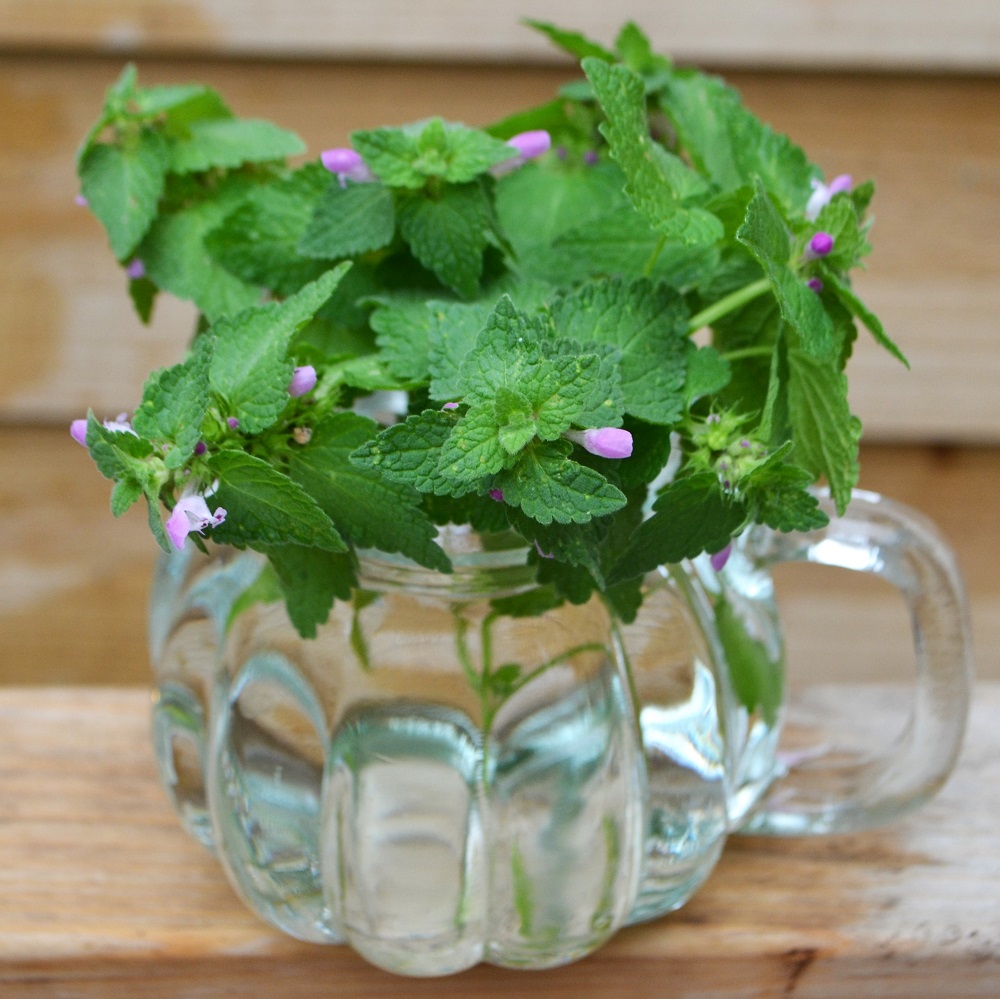 EDIBLE TORTOISE PLANTS - Hever Tortoise World