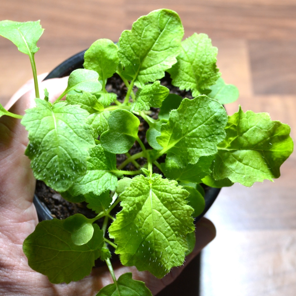 CERTIFIED ORGANIC EDIBLE TORTOISE PLANTS - Hever Tortoise World