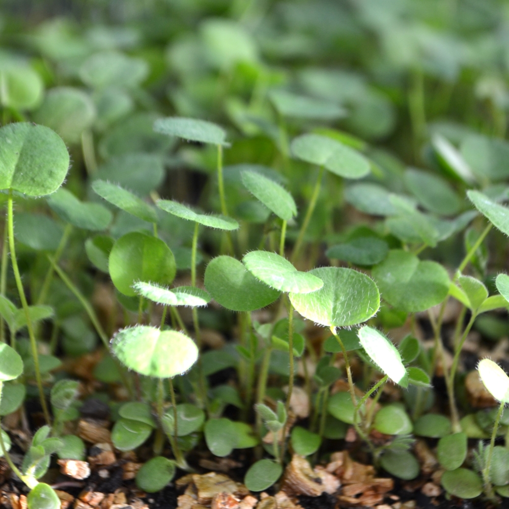 ORGANIC RED CLOVER PLUG PLANTS - Hever Tortoise World