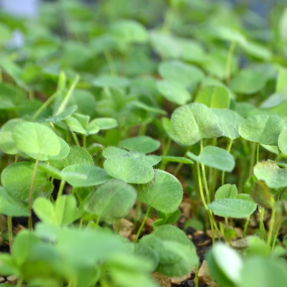 ORGANIC RED CLOVER PLUG PLANTS - Hever Tortoise World