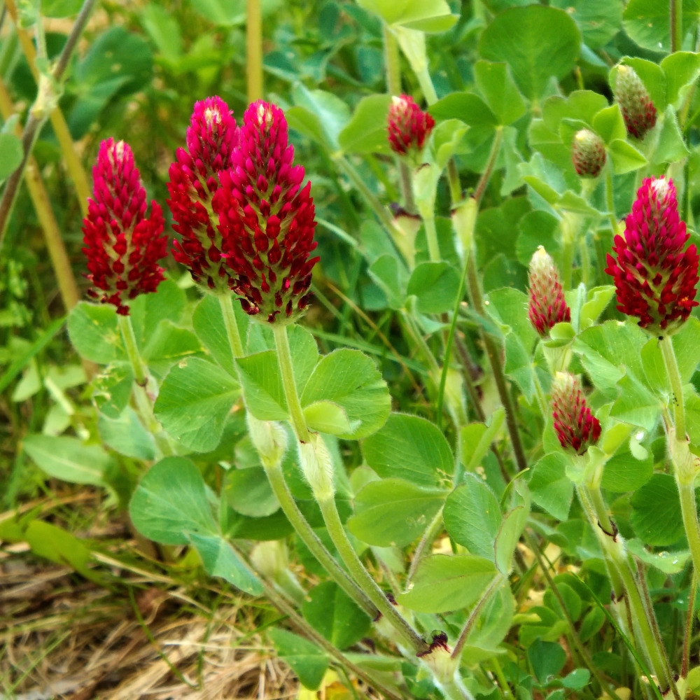ORGANIC CRIMSON CLOVER PLUG PLANTS - Hever Tortoise World