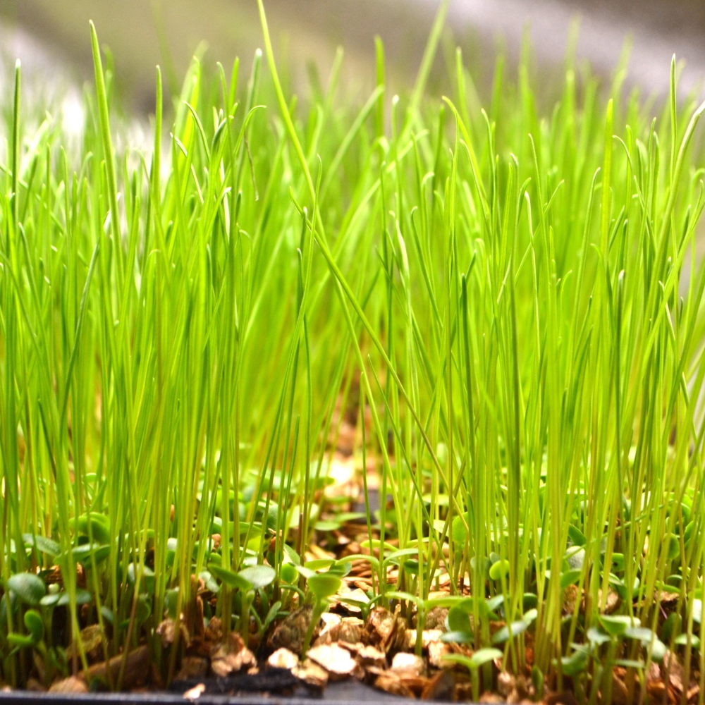 ORGANIC ITALIAN RYEGRASS AND CLOVER PLUG PLANTS - Hever Tortoise World