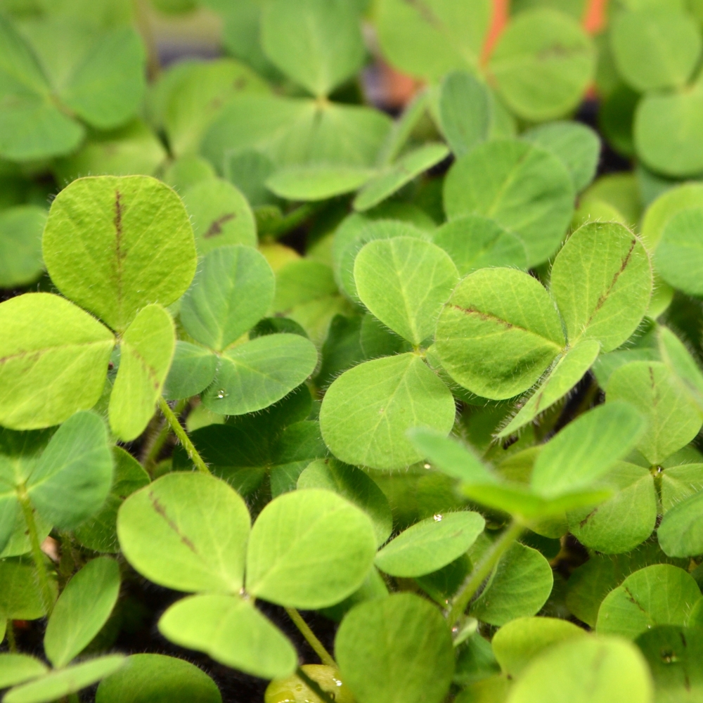ORGANIC CRIMSON CLOVER PLUG PLANTS - Hever Tortoise World