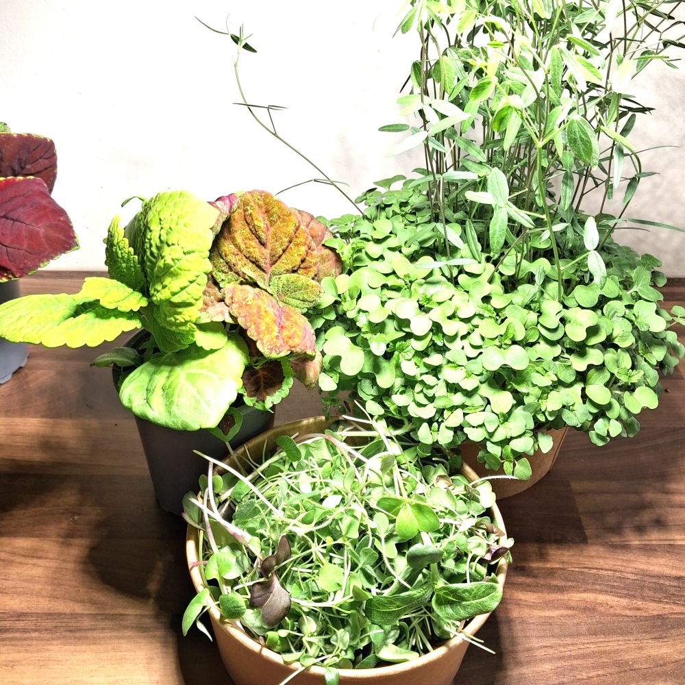 FRESH FOOD BUNDLE FOR TORTOISES - Hever Tortoise World